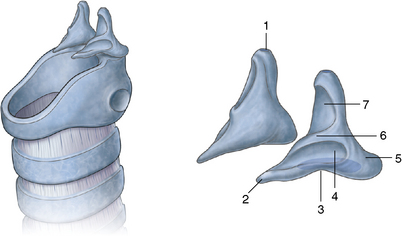 Anatomie tête et cou