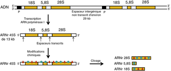 UE 2: La cellule et les tissus