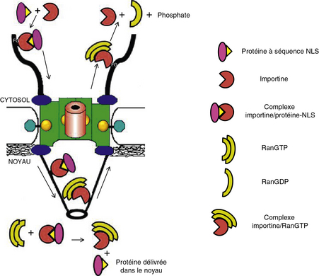 UE 2: La cellule et les tissus