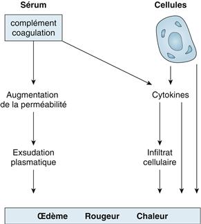 Processus inflammatoires et infectieux