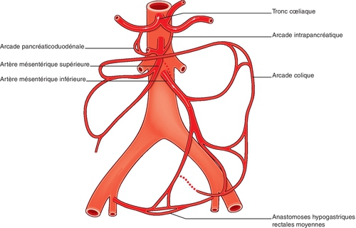 Les fondamentaux de la pathologie digestive