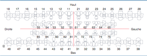 Chirurgie maxillo-faciale et stomatologie