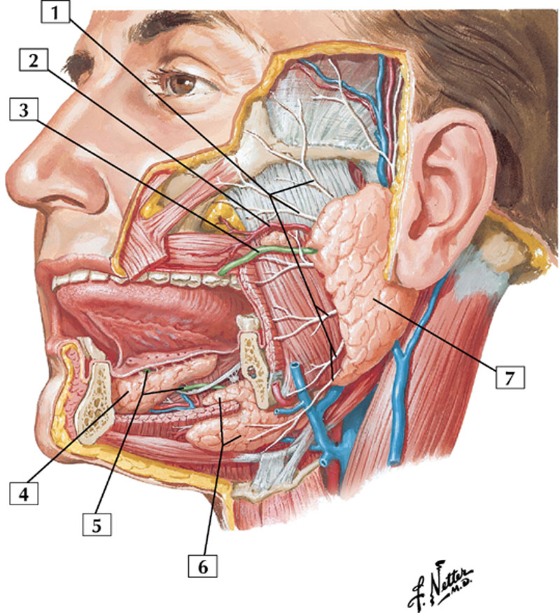 Mémofiches Anatomie Netter - Tête et cou