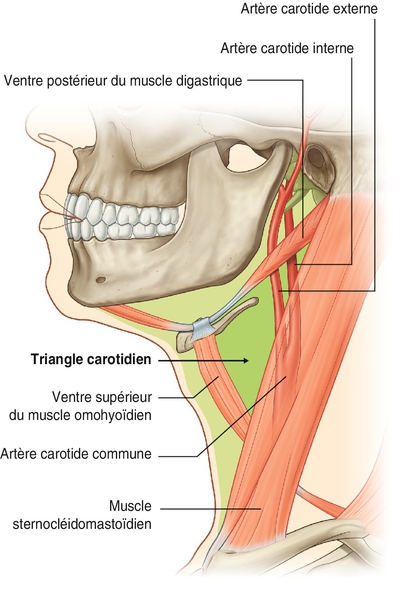 Gray's Anatomie pour les étudiants