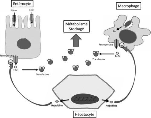 Hépato-gastro-entérologie