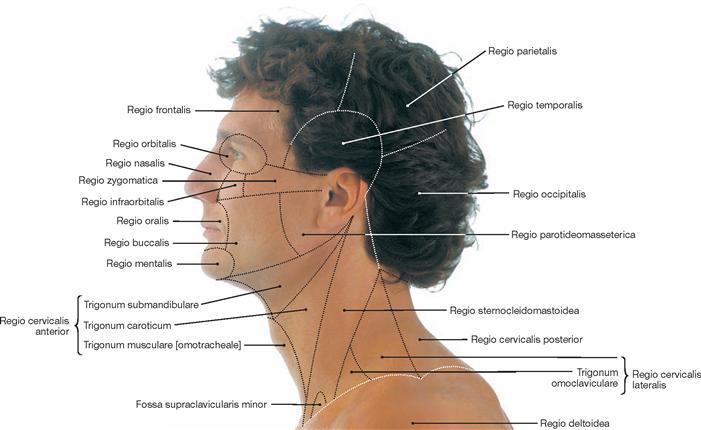 Sobotta: Atlas of Human Anatomy