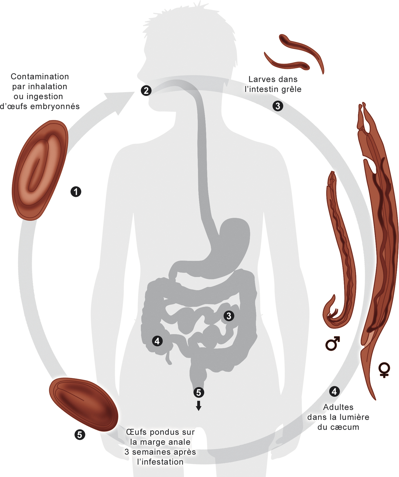 Parasitoses et mycoses