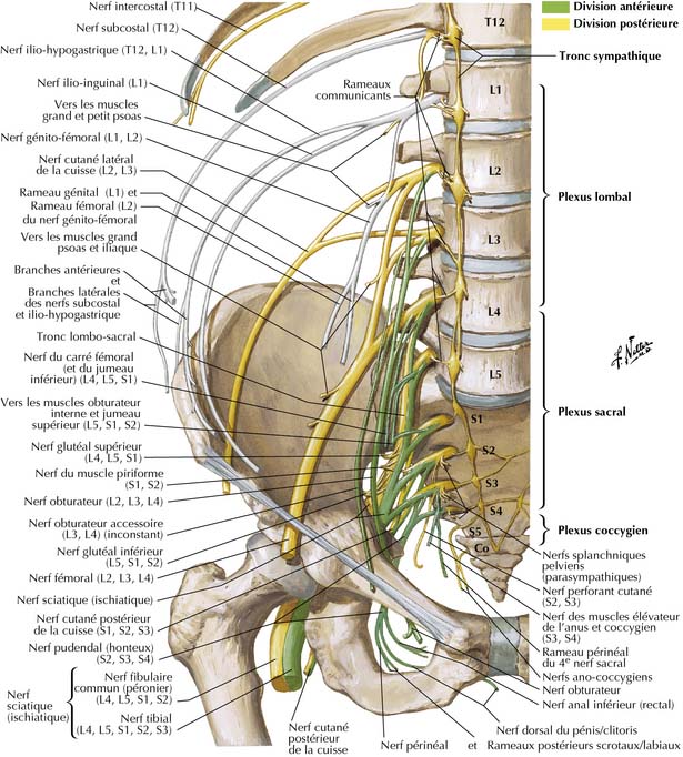 Examen clinique de l’appareil locomoteur: Tests, évaluations et niveaux ...